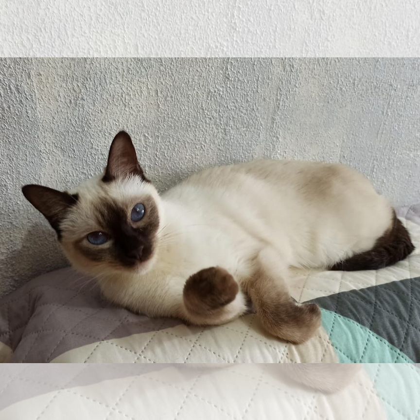 Домашние животные кошки