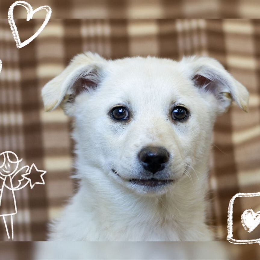 Щенок в добрые руки