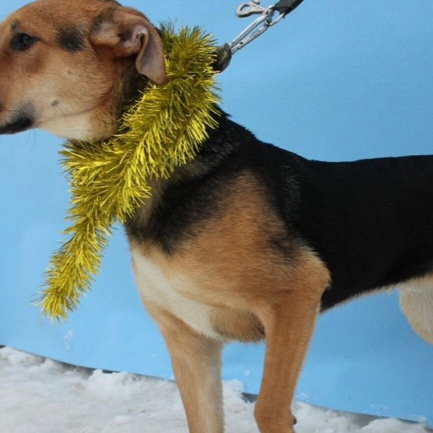 Собака Дастин в добрые руки Кобель рыжий