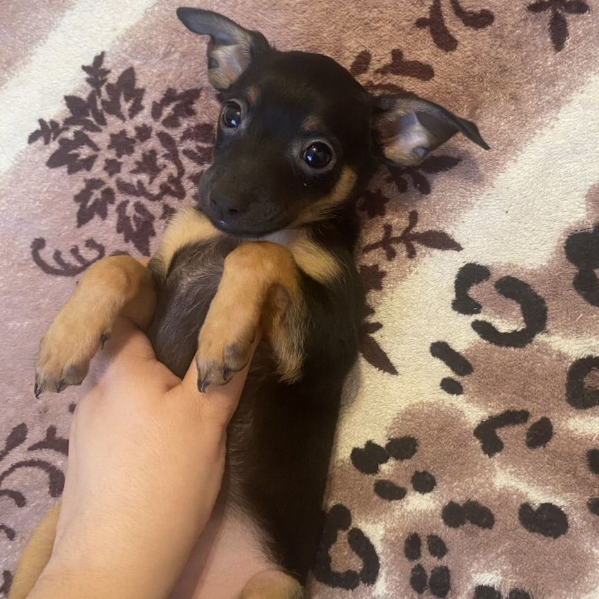 Английский той-терьер, щенок