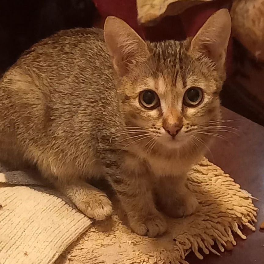 Кошечка 6 мес европейская