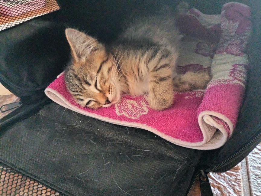 Котенок