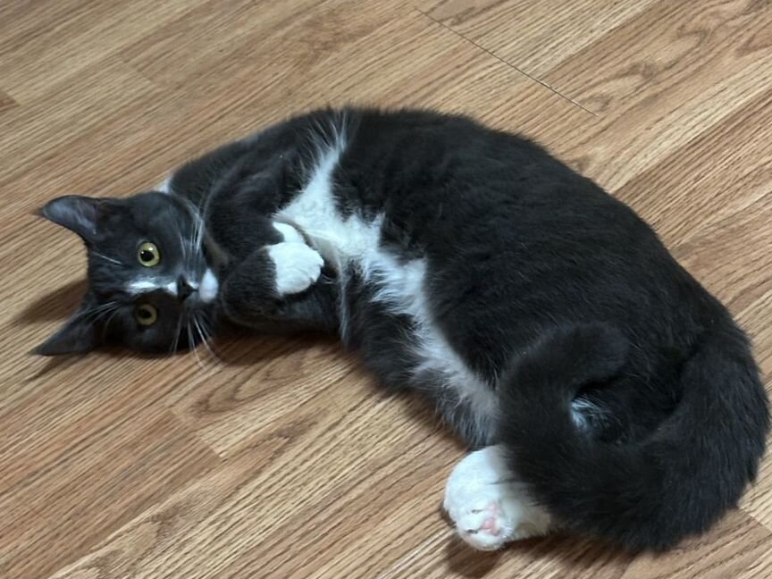 Ищем котика для первой вязки