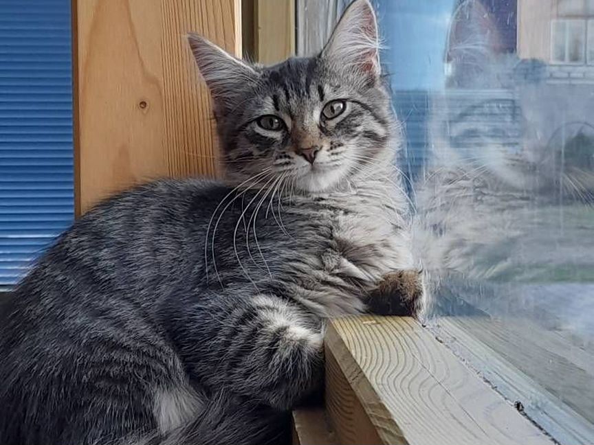 Кошечка в добрые руки