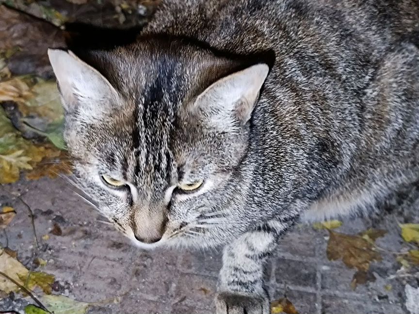 Кошка погибает на улице