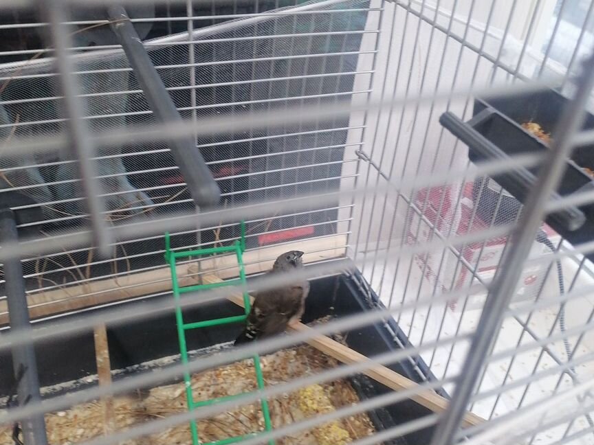 Певчие птицы амадины