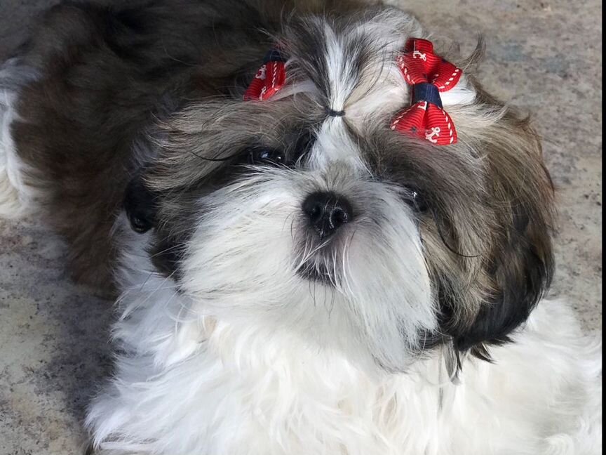 Щенки ши-тцу