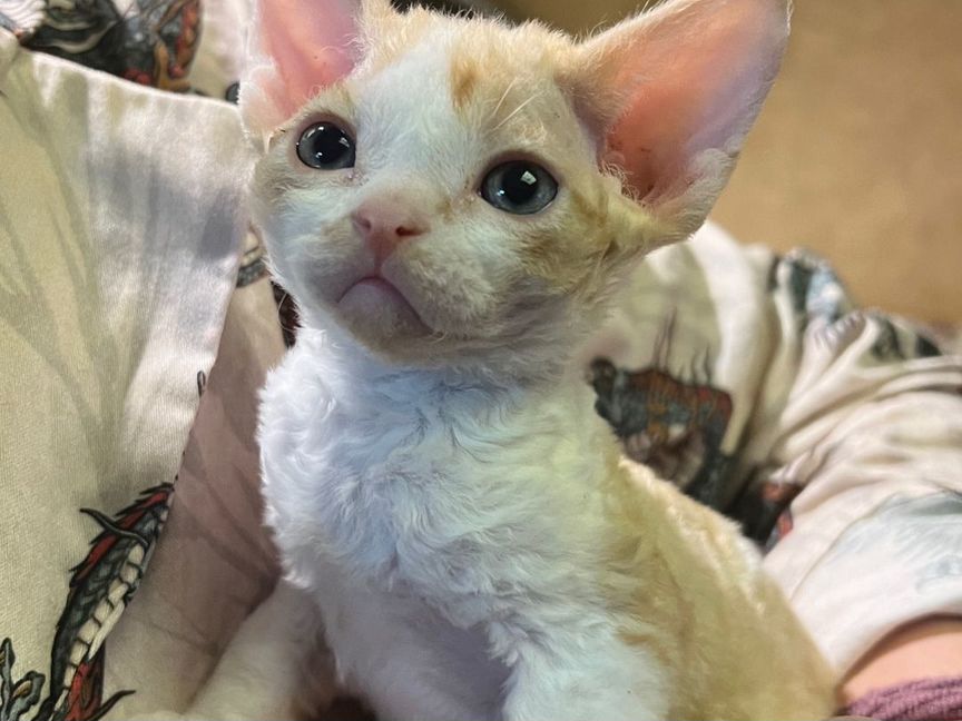 Котята девон-рекс