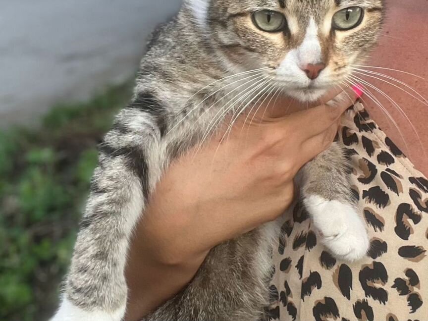 Кошка