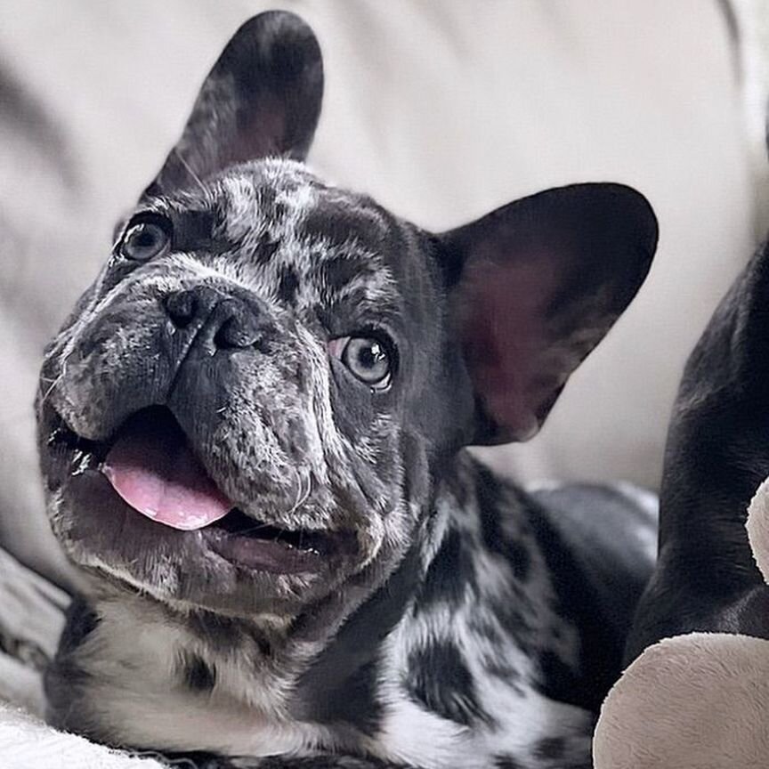 Французский бульдог