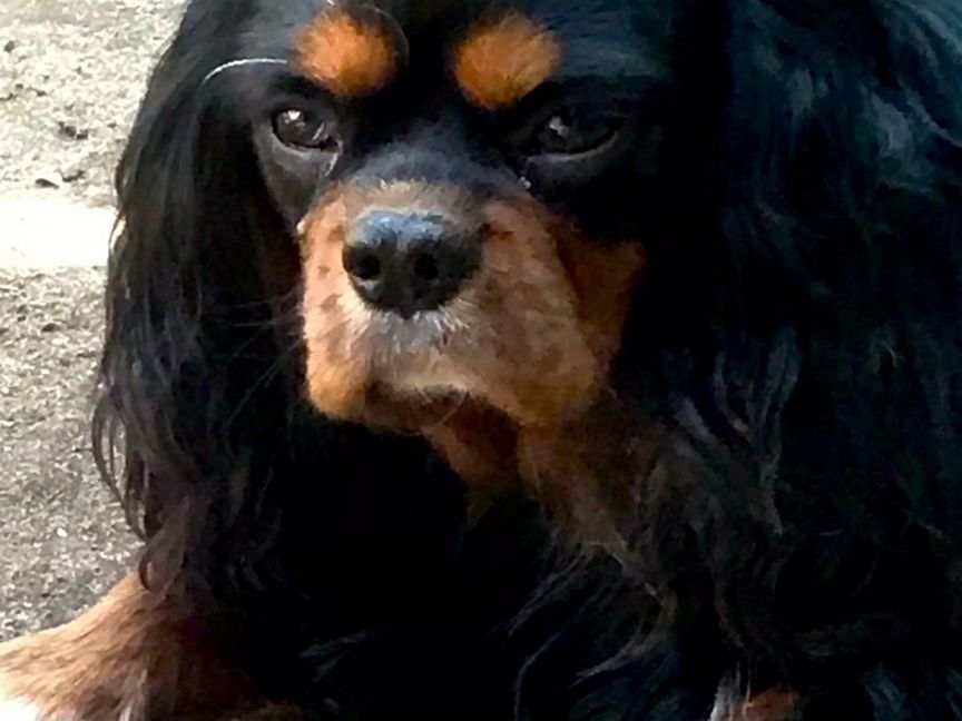 Кавалер кинг чарльз спаниель