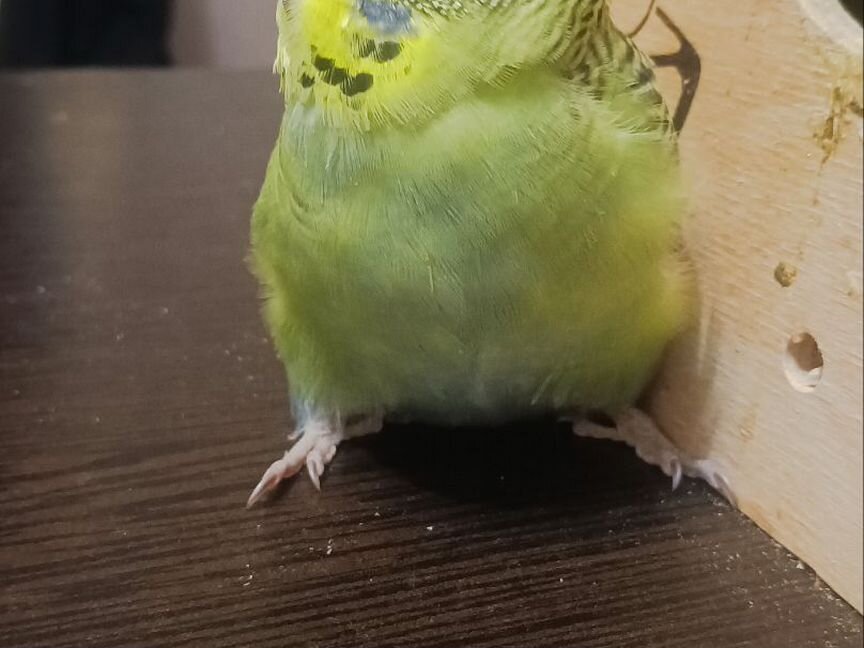 Выставочный попугай чех