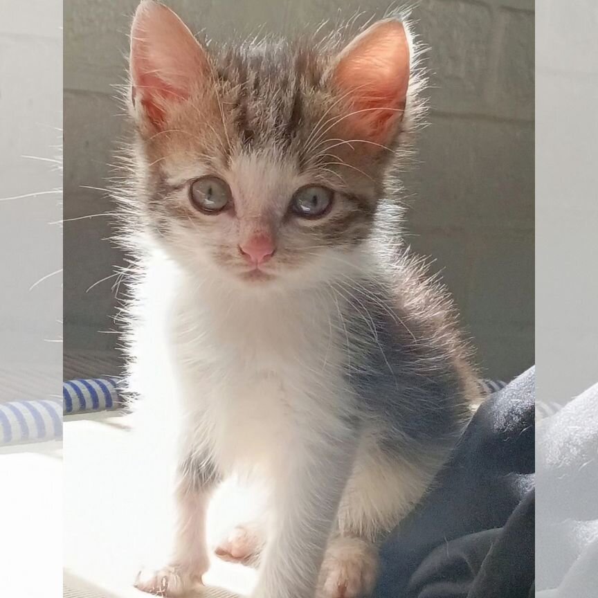 Котёнок от частного владельца