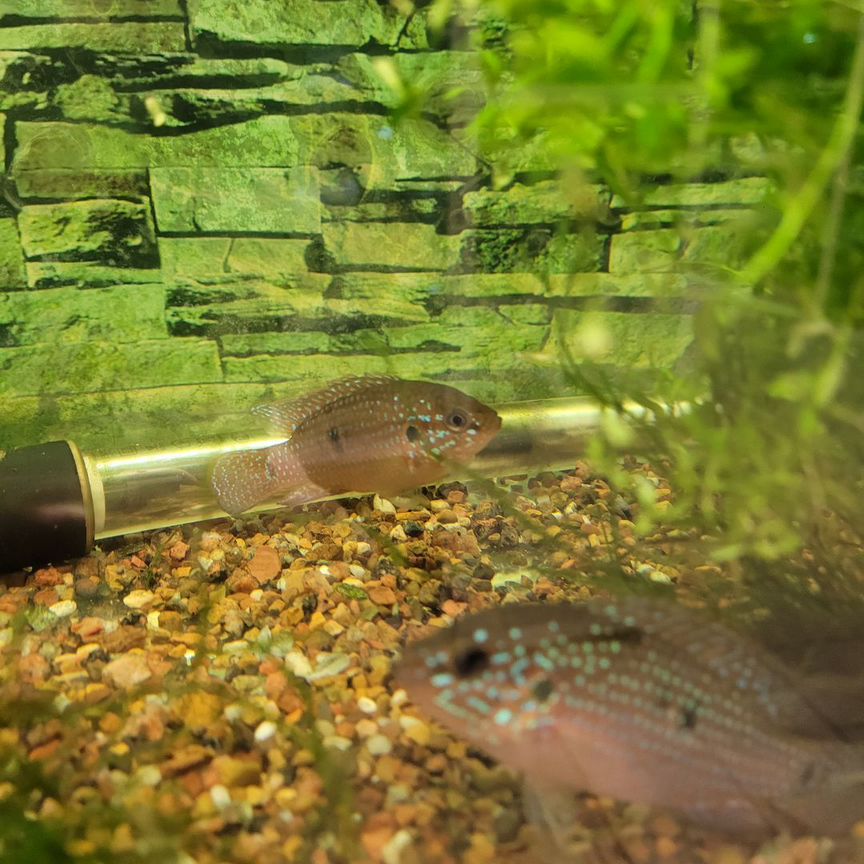 Хромисы красавцы