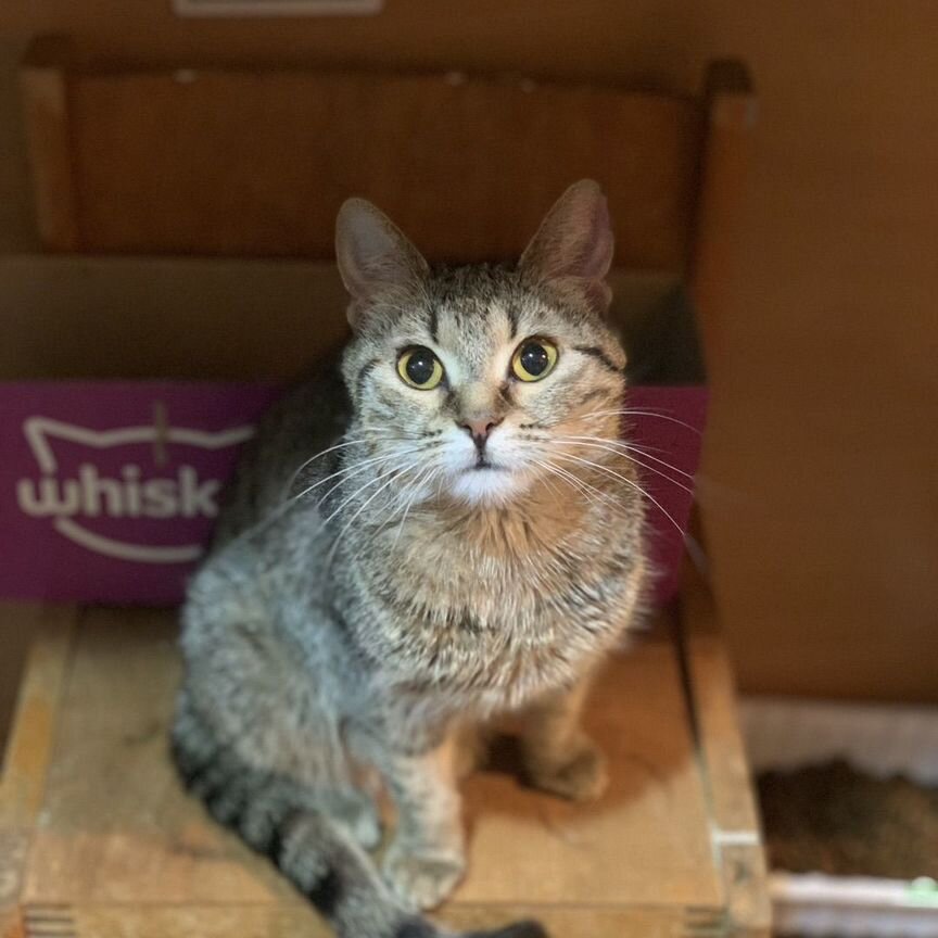 Котенок в добрые руки
