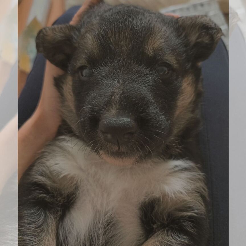 Щенок по имени Радость