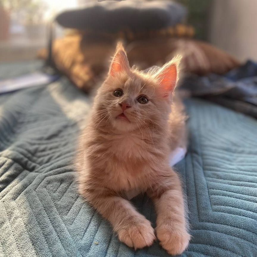 Мейн-кун котёнок