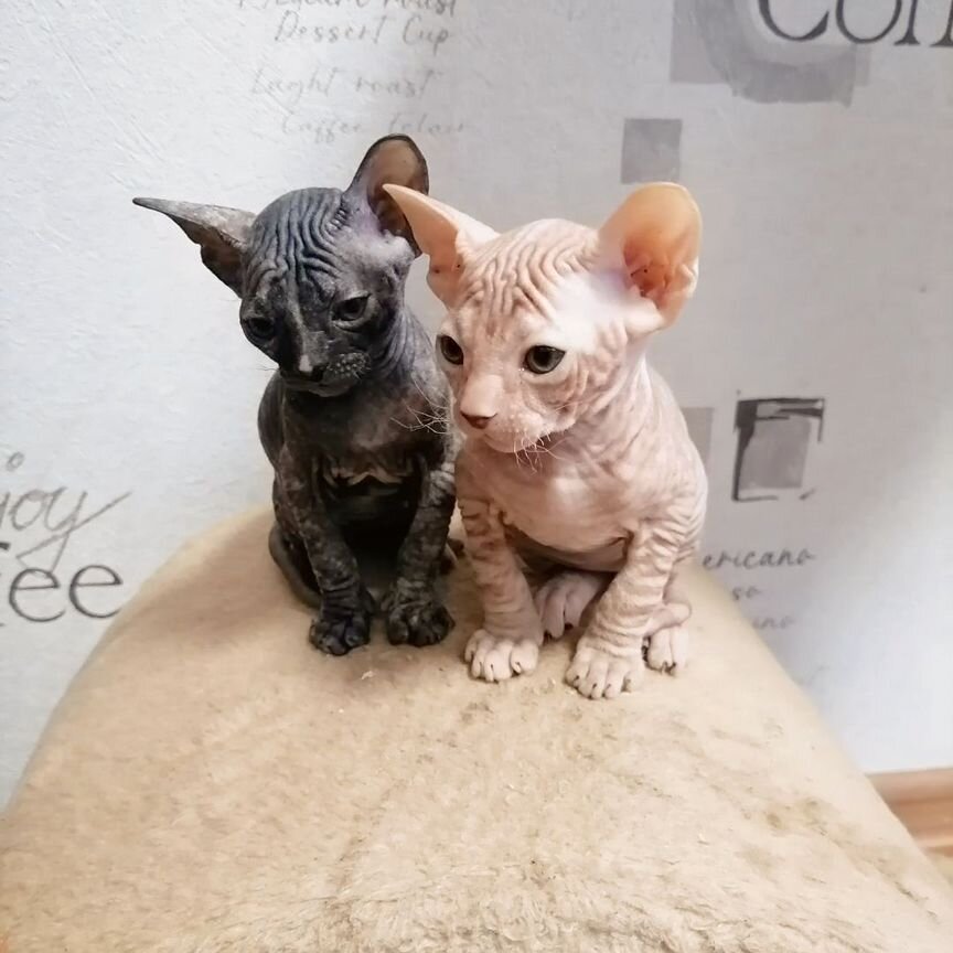 Донской сфинкс котята