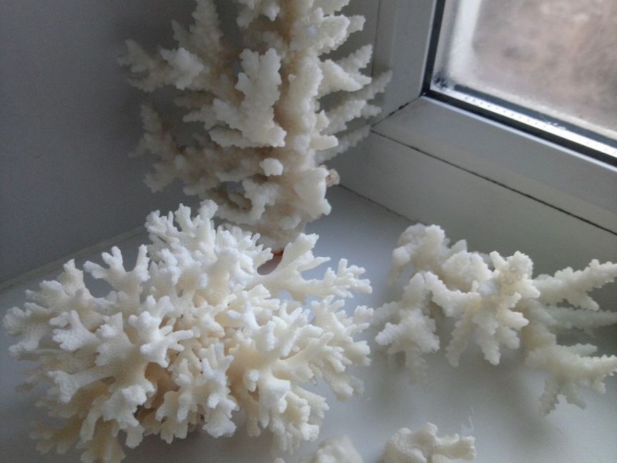 Морские кораллы натуральные