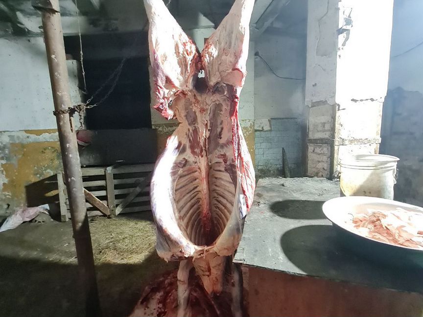 Мясо канина