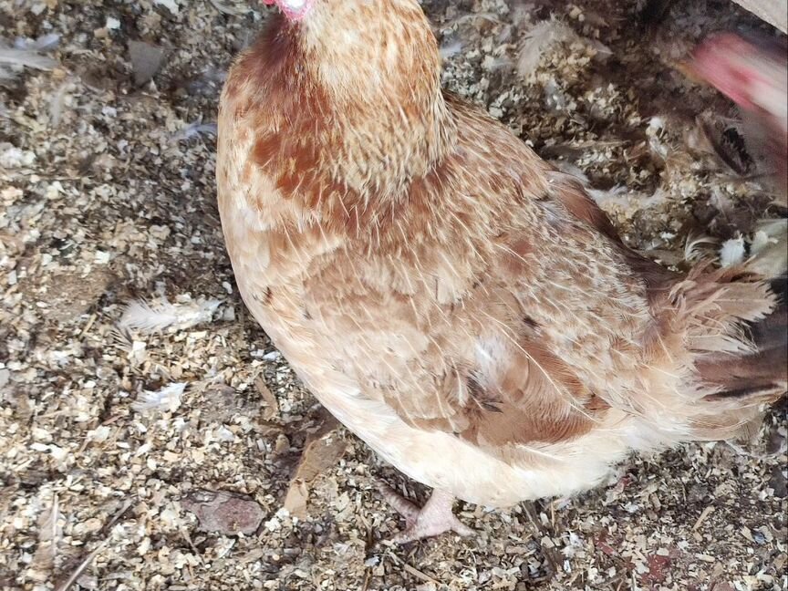 Куры молодки