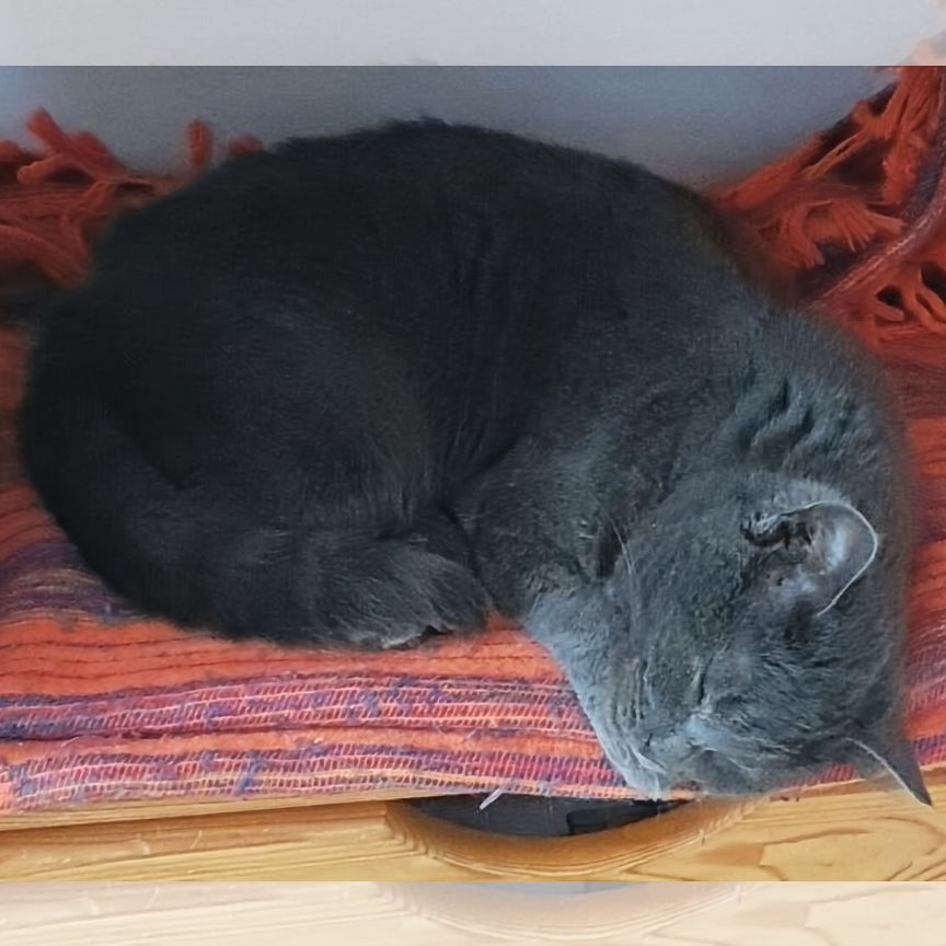 Русский голубой котёнок