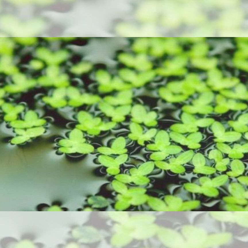 Ряска для аквариума