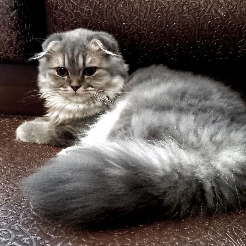 Кошка на вязку шотландская