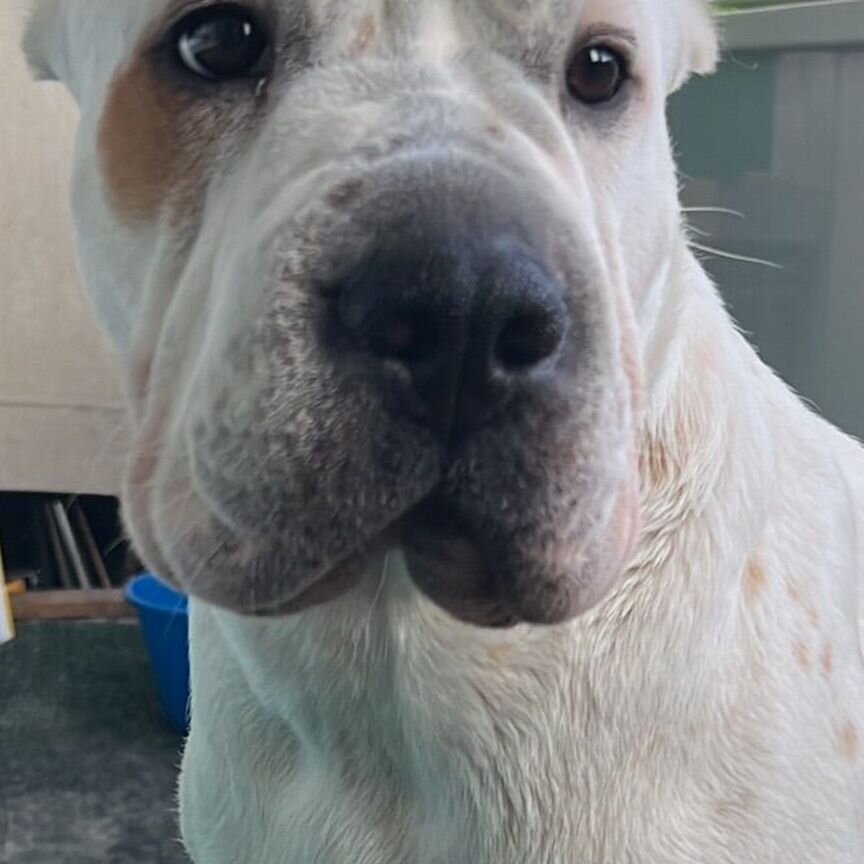 Собаки бесплатно