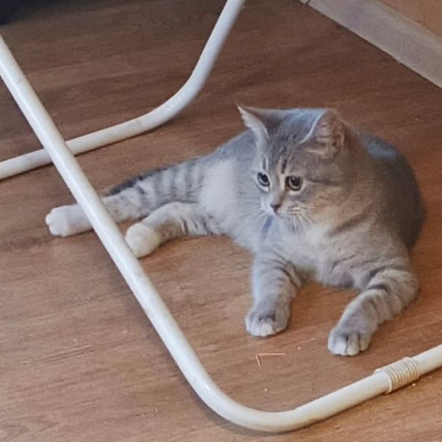 Британский короткошёрстный котёнок