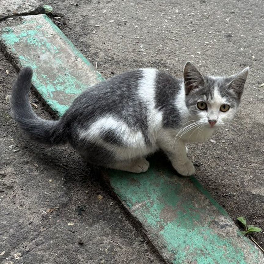 2 бездомных котенка в добрые руки
