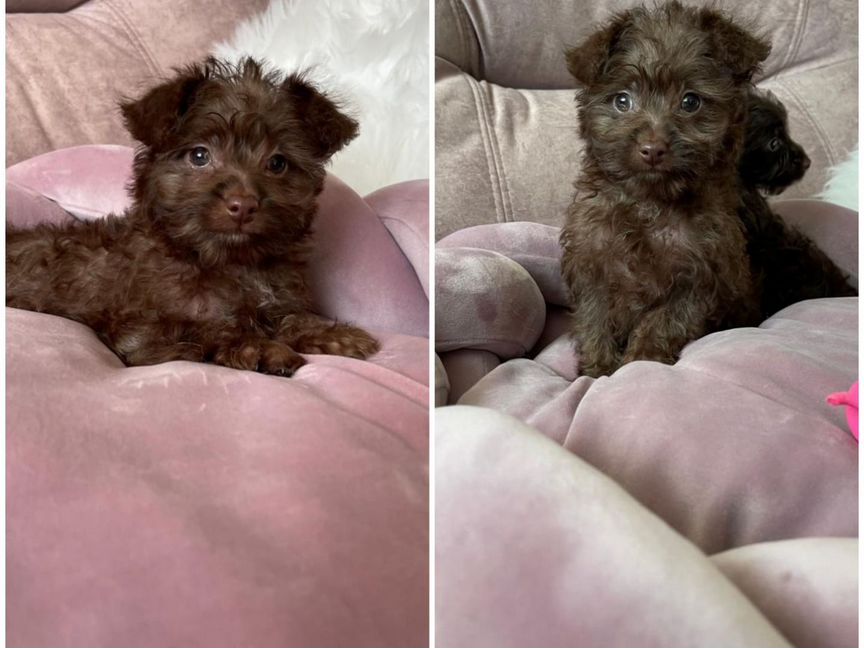 Мальтипу мини