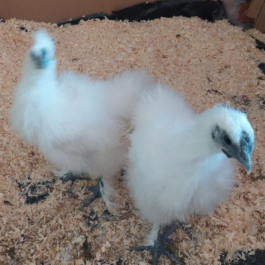 Мололык Китайские шелковые петухи, 3 месяца