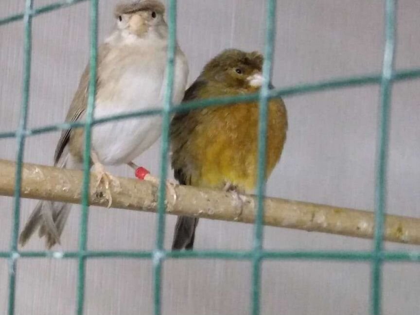 Кенара и канарейки