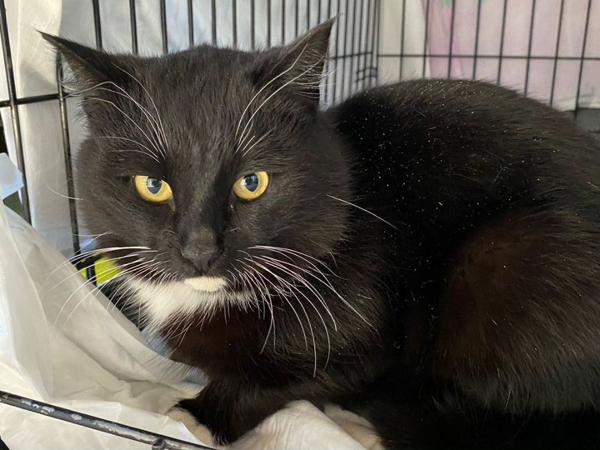 Отловили в саду кошечек для стерилизации