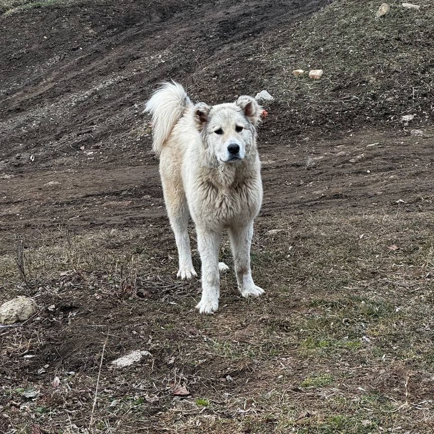 Кавказский Волкодав