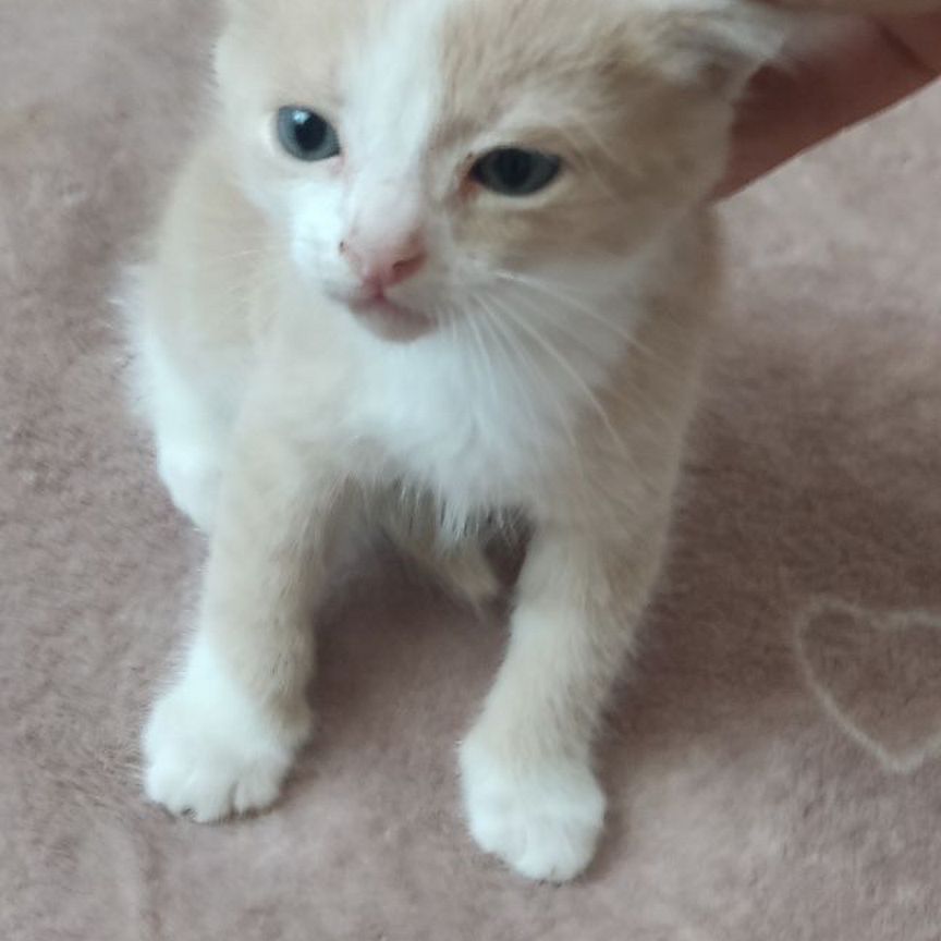 Котята в добрые руки бесплатно мальчик2девочка 1