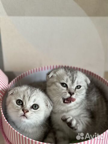 Шотландские вислоухие котята мраморные