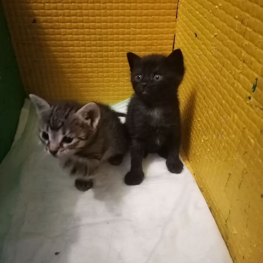 Котята один мальчик одна девочка