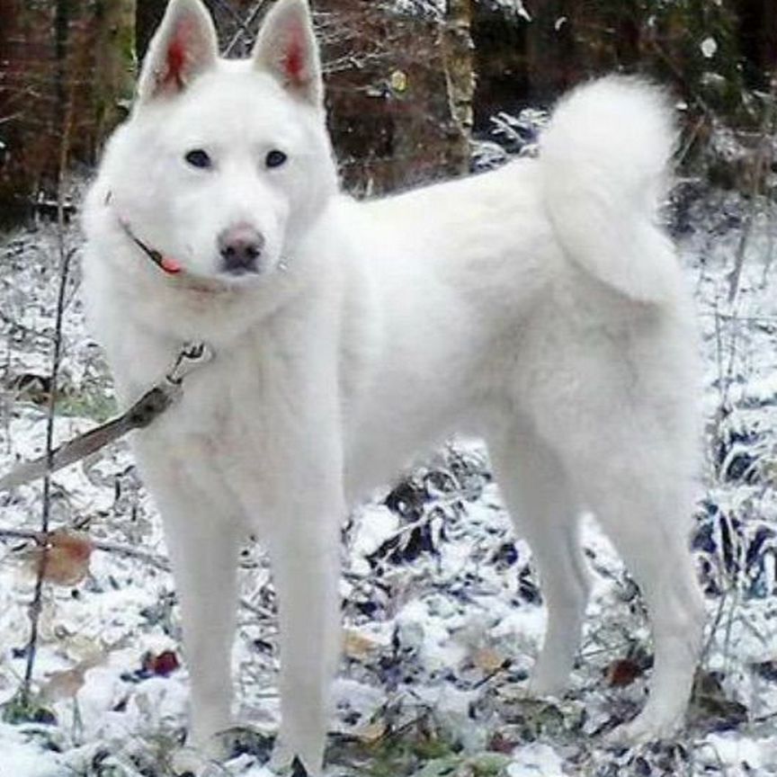 Лайка, щенок