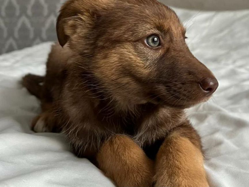 Щенок в добрые руки бесплатно