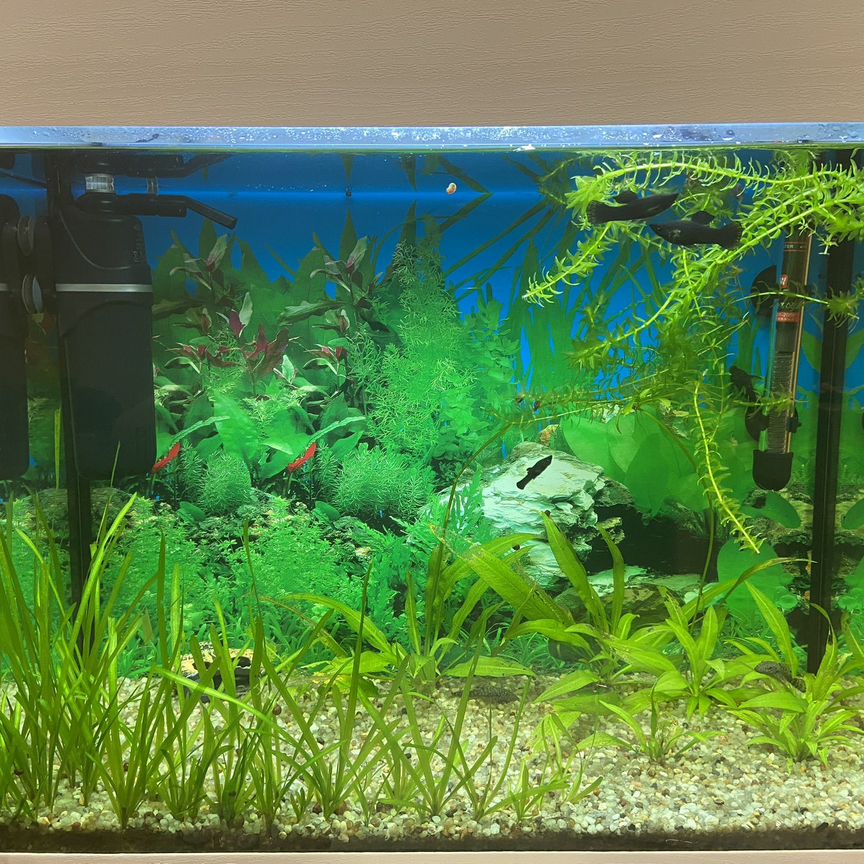 Аквариум с грунтом и периферией