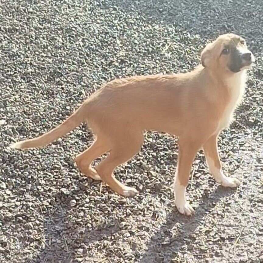 Щенок в добрые руки