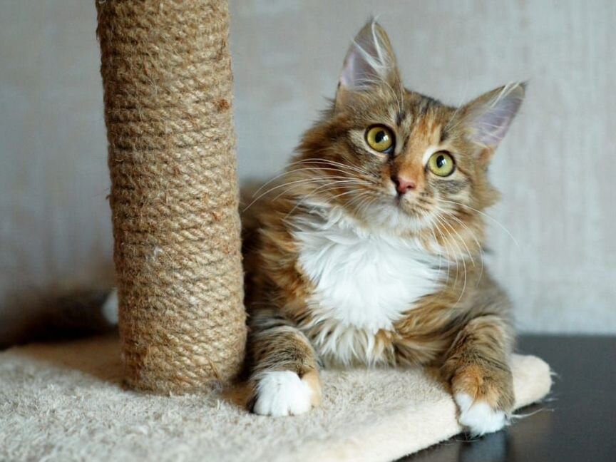 Кошка Вика ищет дом