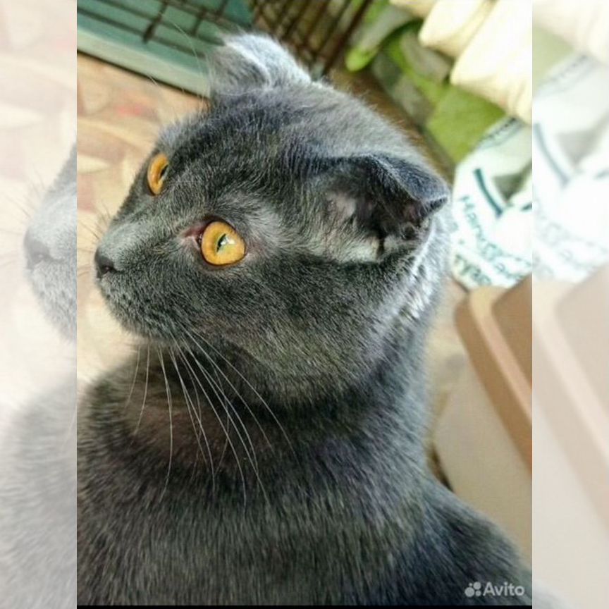 Кошечка бесплатно в добрые руки