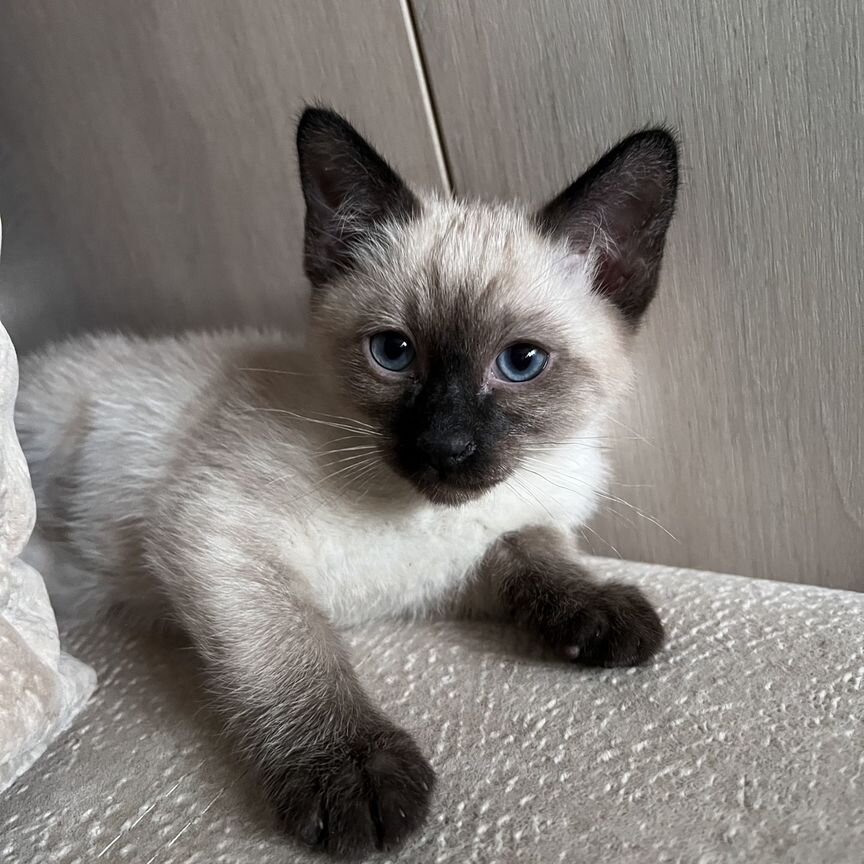Котята. Бобтейлы