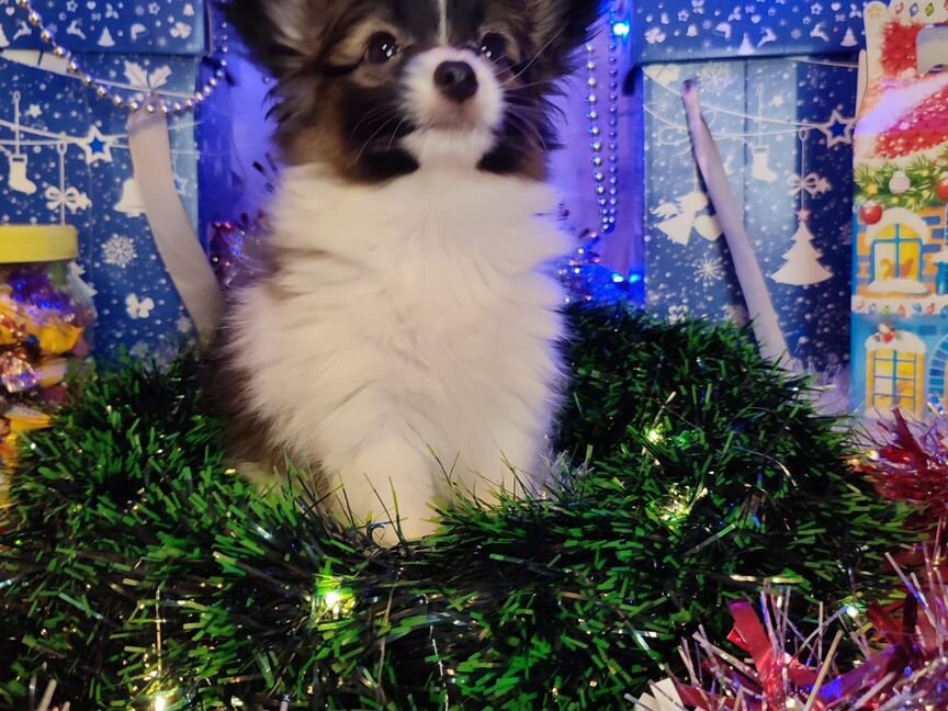 Папийон девочка