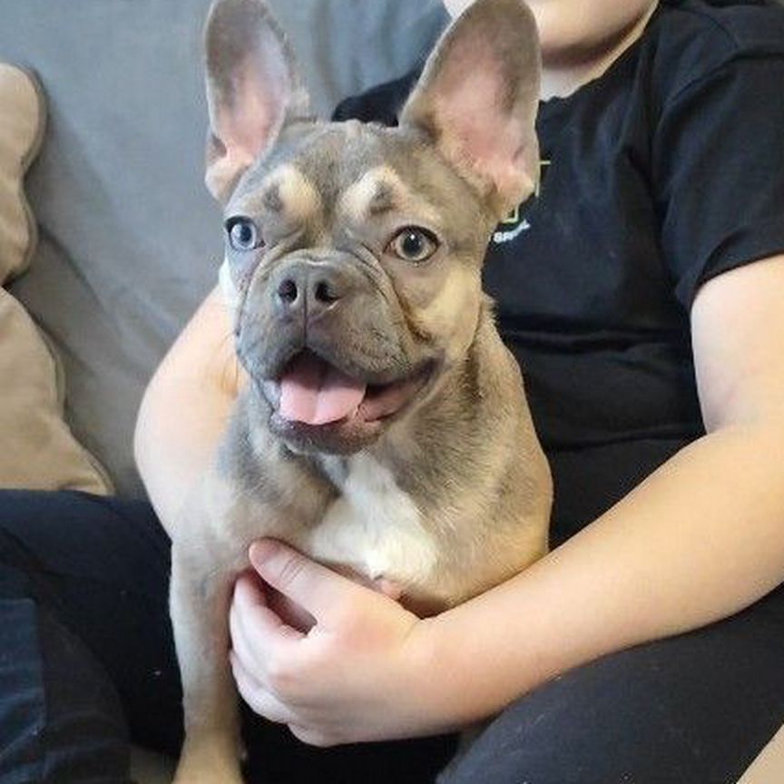 Французский бульдог, щенок