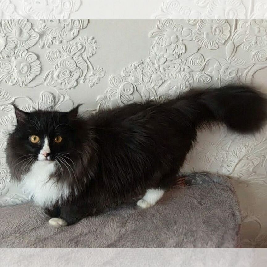 Взрослый кот в добрые руки