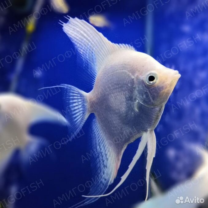 Скалярия Платиновая (Pterophyllum scalare)